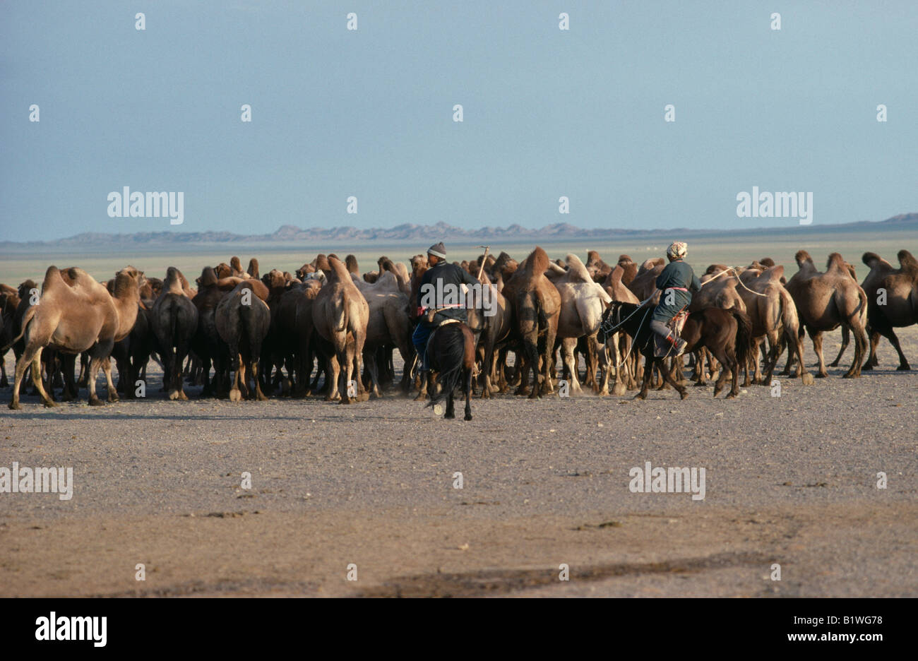 MONGOLIA South Gobi Agriculture Mongolian nomadic herdsman and woman on ...