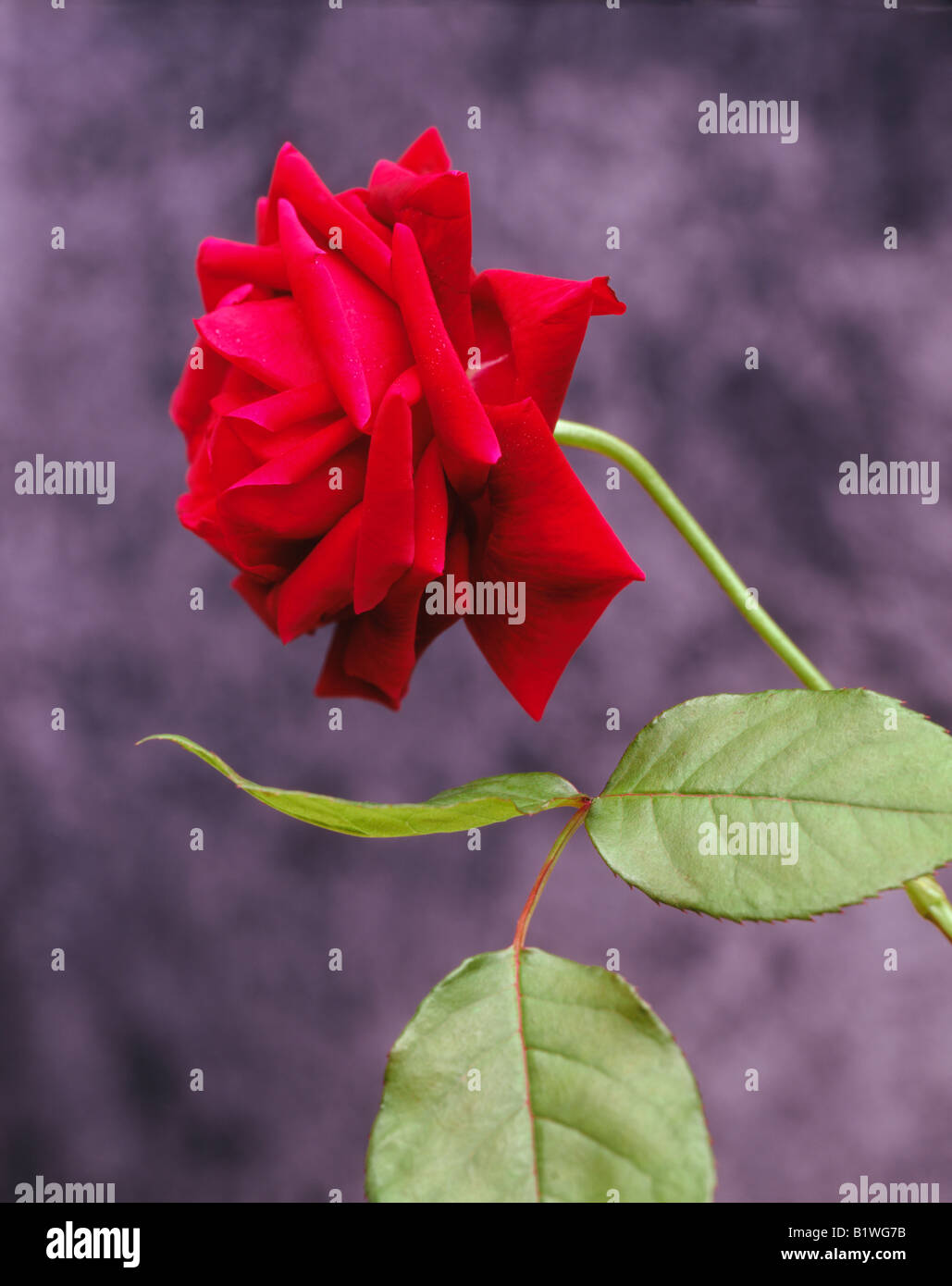 Individual rose hi-res stock photography and images - Alamy