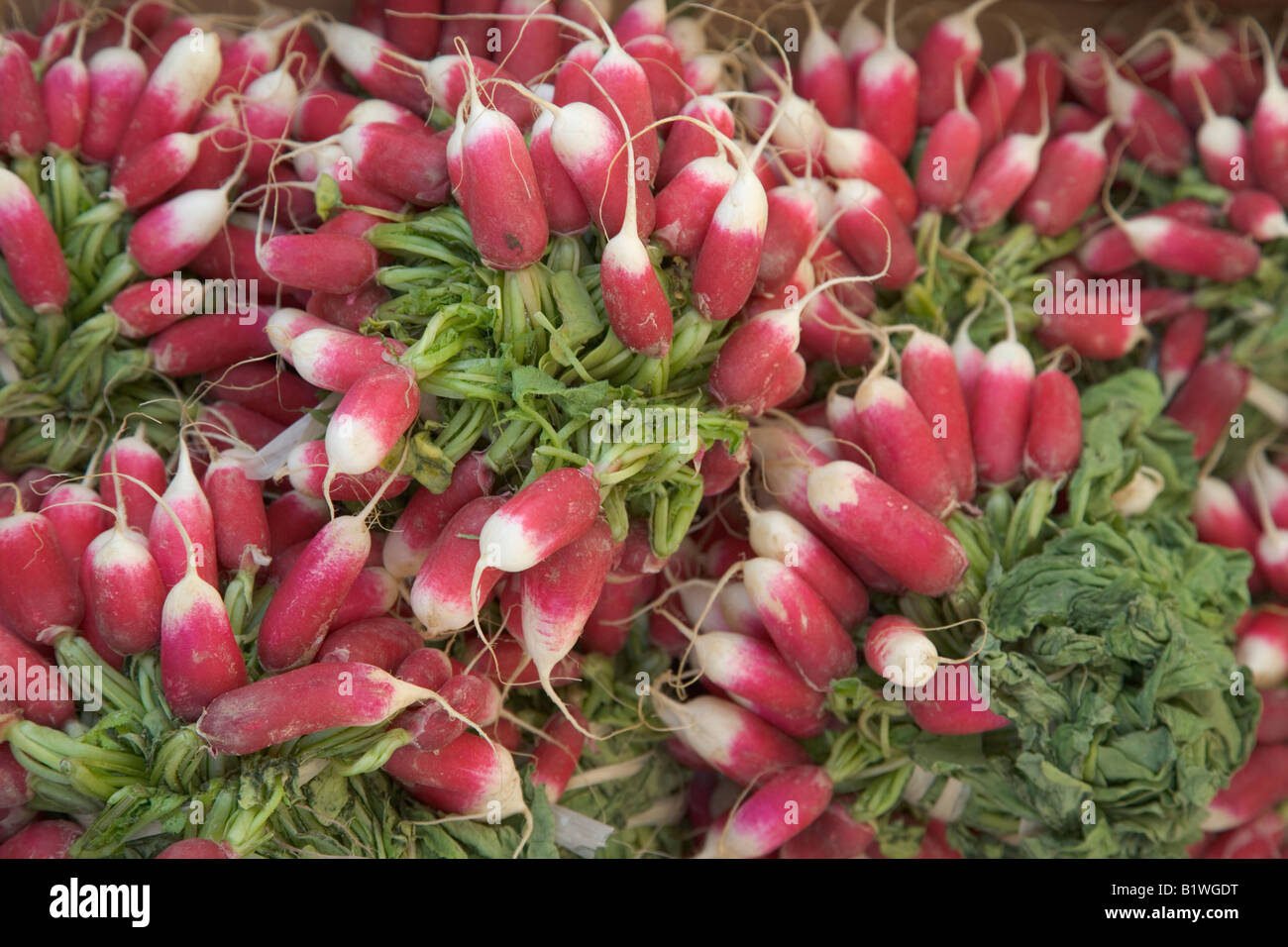 FOOD Vegetable Radish Stock Photo - Alamy