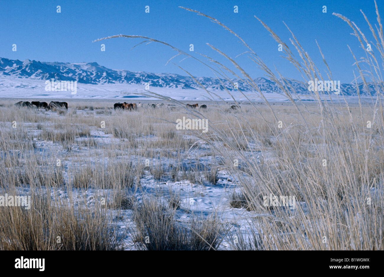 Gobi desert winter hi-res stock photography and images - Alamy
