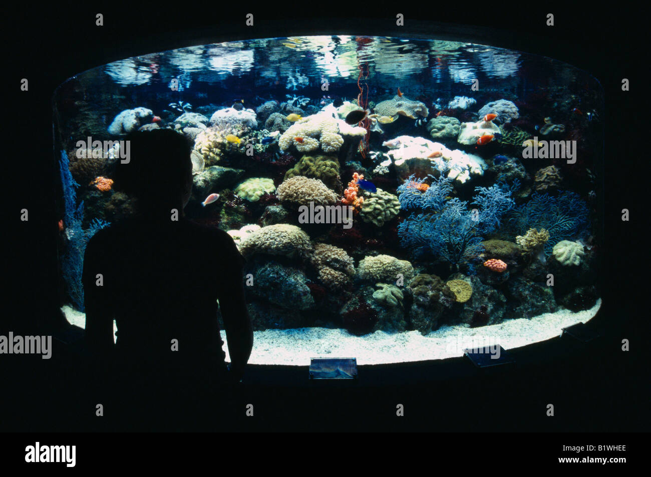 Shanghai ocean aquarium china hi-res stock photography and images - Alamy