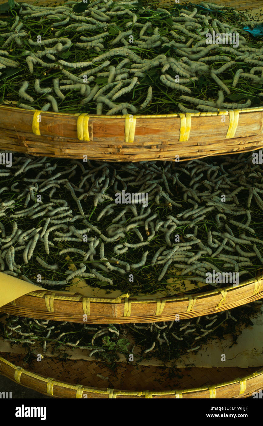 Silk worms hi-res stock photography and images - Alamy