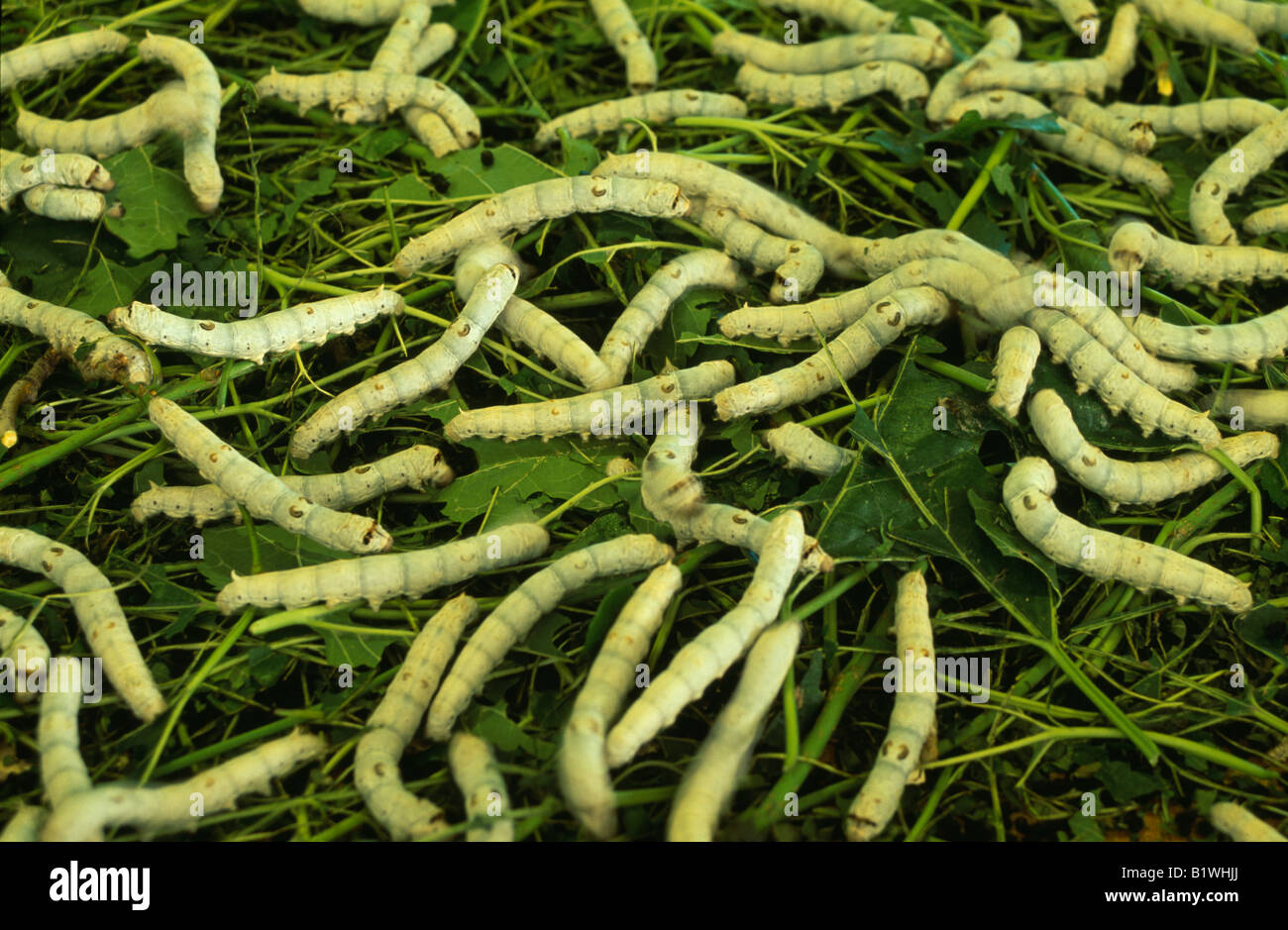 CHINA Asia Jiangsu Suzhou Silk Museum Silk worms feeding on mulberry ...