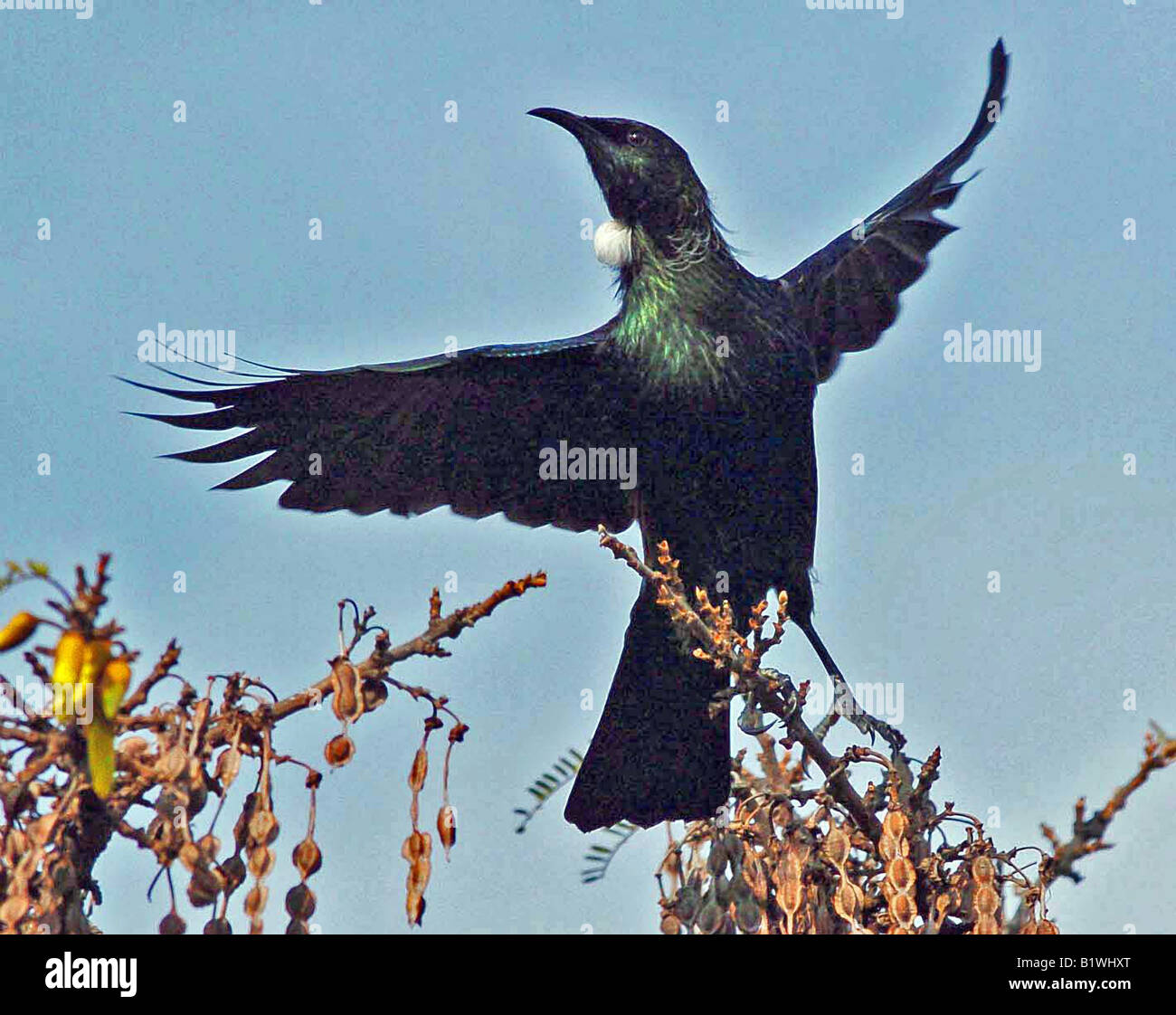 Tui endemic honeyeater of new zealand hi-res stock photography and ...