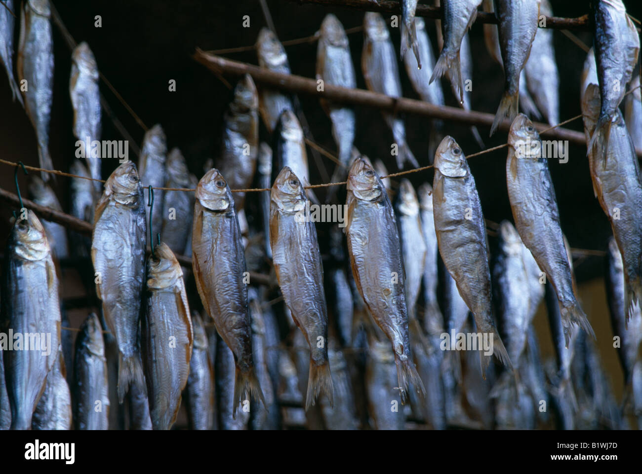 ITALY Lombardy Italian Lakes Sala Comacina Lake Como Mackerel fish ...