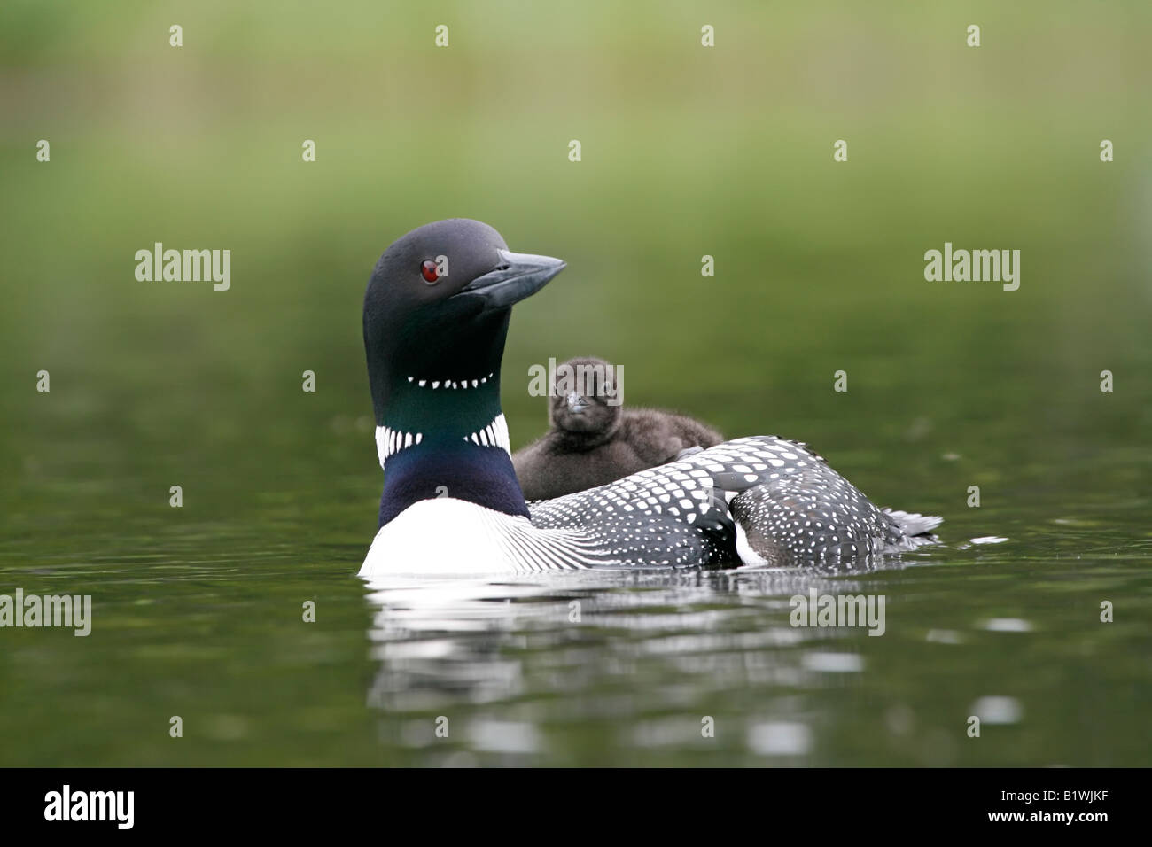 Loon and baby loon hi-res stock photography and images - Alamy