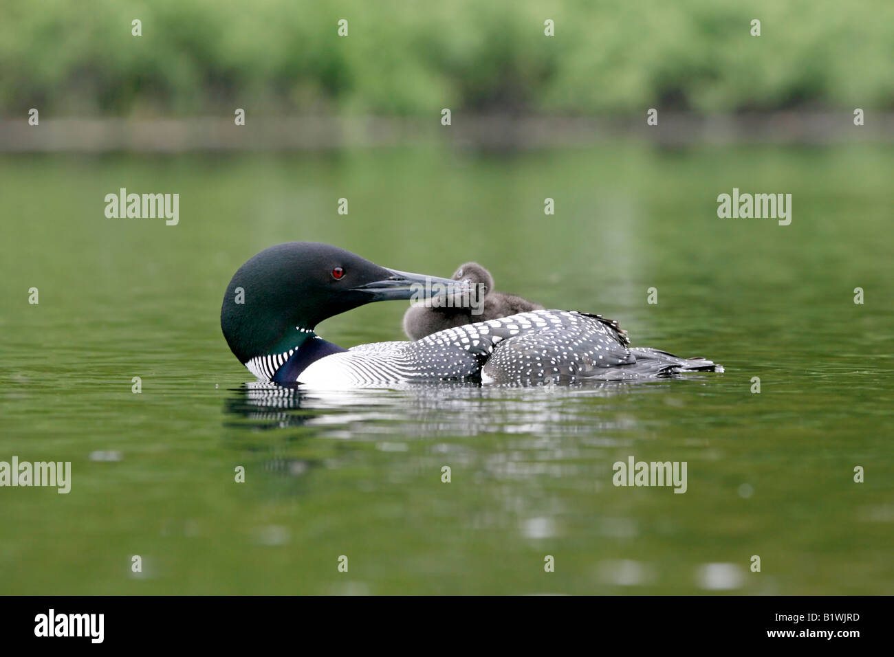 Common Loon Stock Photos & Common Loon Stock Images - Alamy