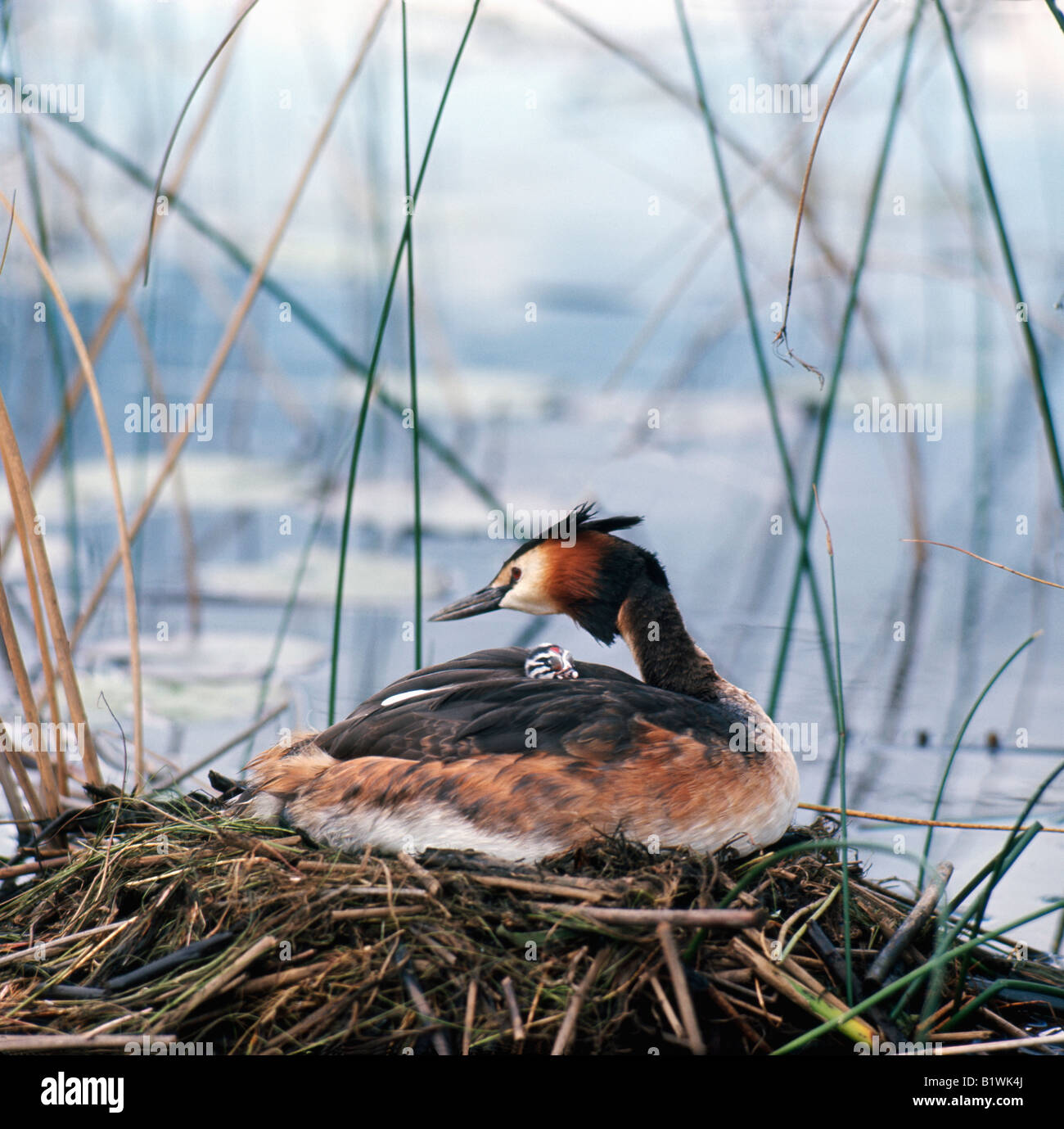 Grebe huppé Haubentaucher Great Crested Grebe Podiceps cristatus on ...