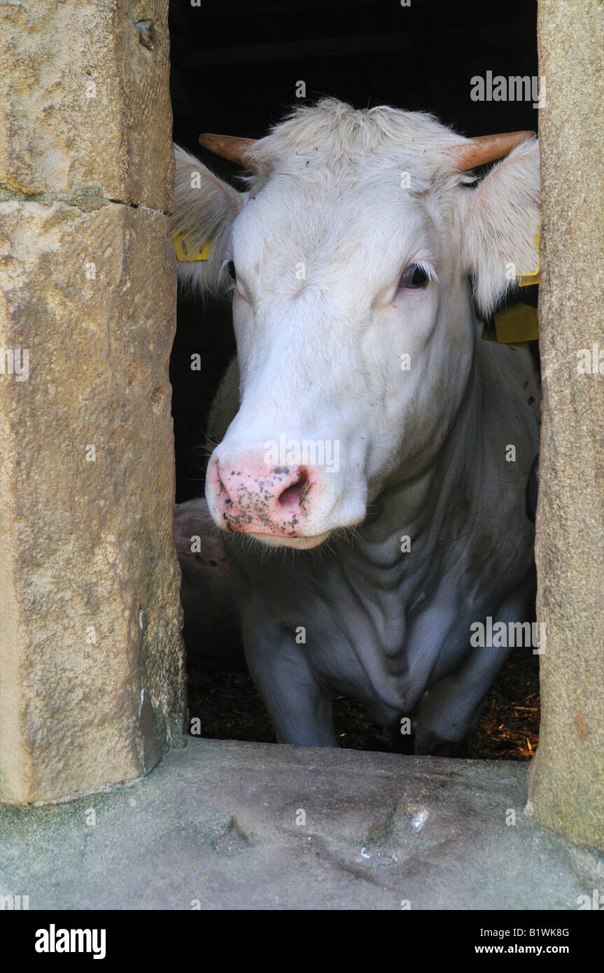 Portrait format white calf looking through stone barn window Stock ...