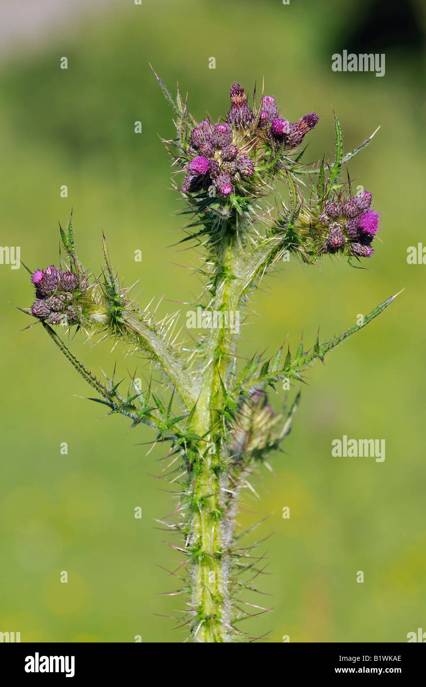 Marsh Thistle Cirsium palustre Stock Photo - Alamy