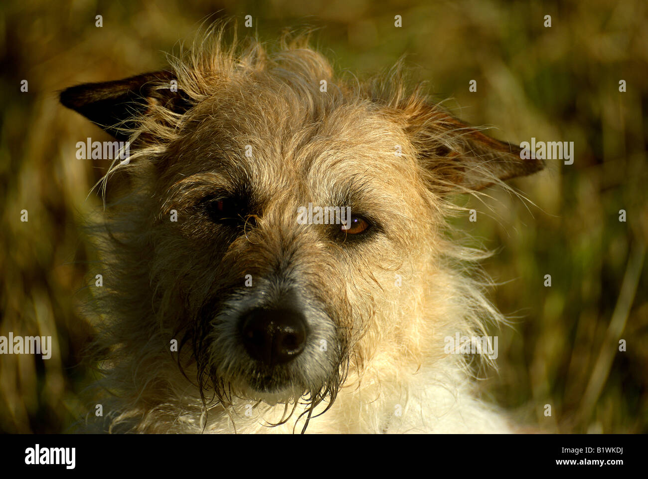 Pretty Jack Russel terrier bitch dog Stock Photo - Alamy