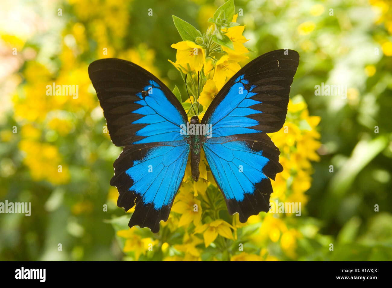 Landed blue morpho hi-res stock photography and images - Alamy