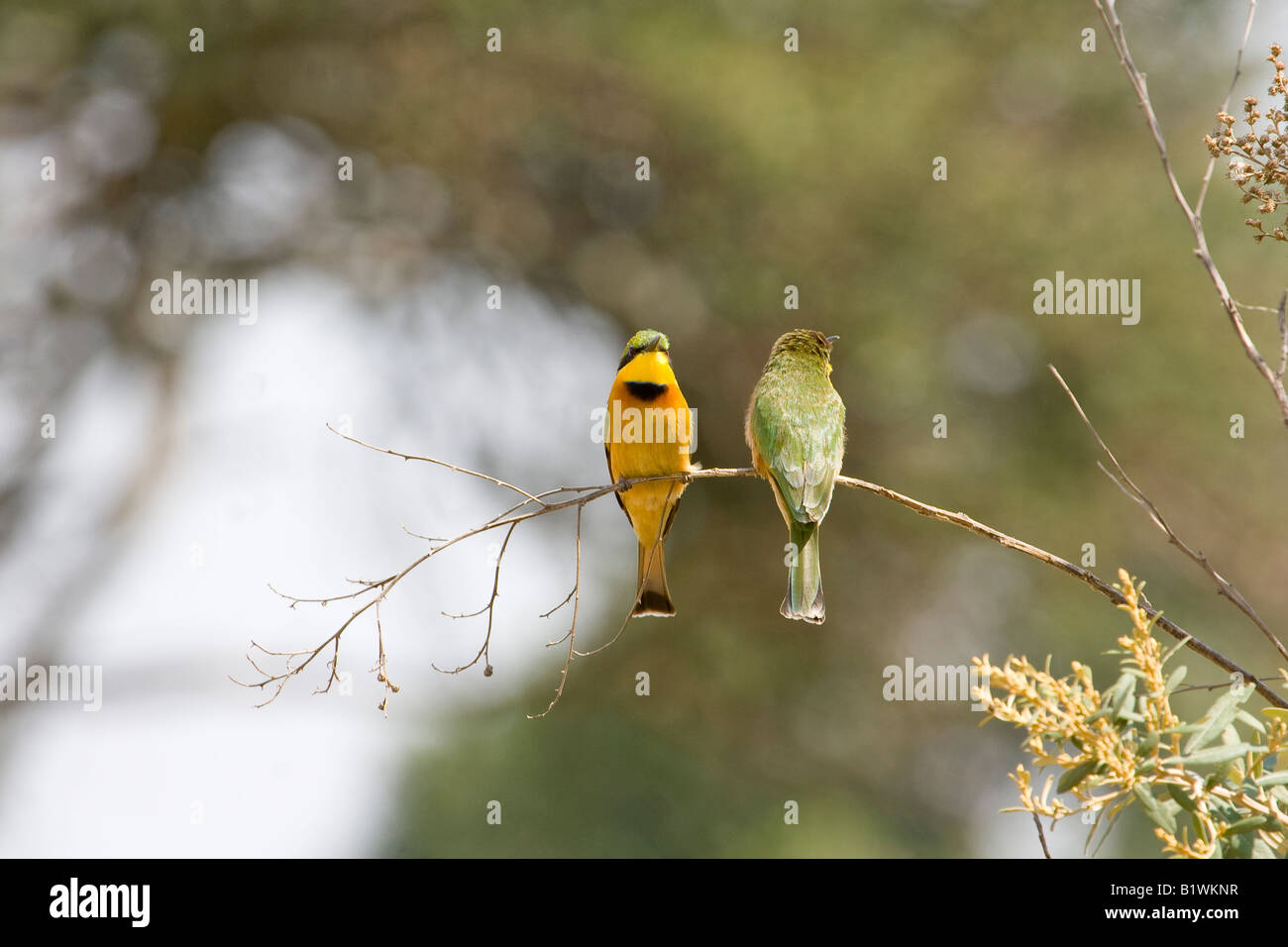 Merop hi-res stock photography and images - Alamy