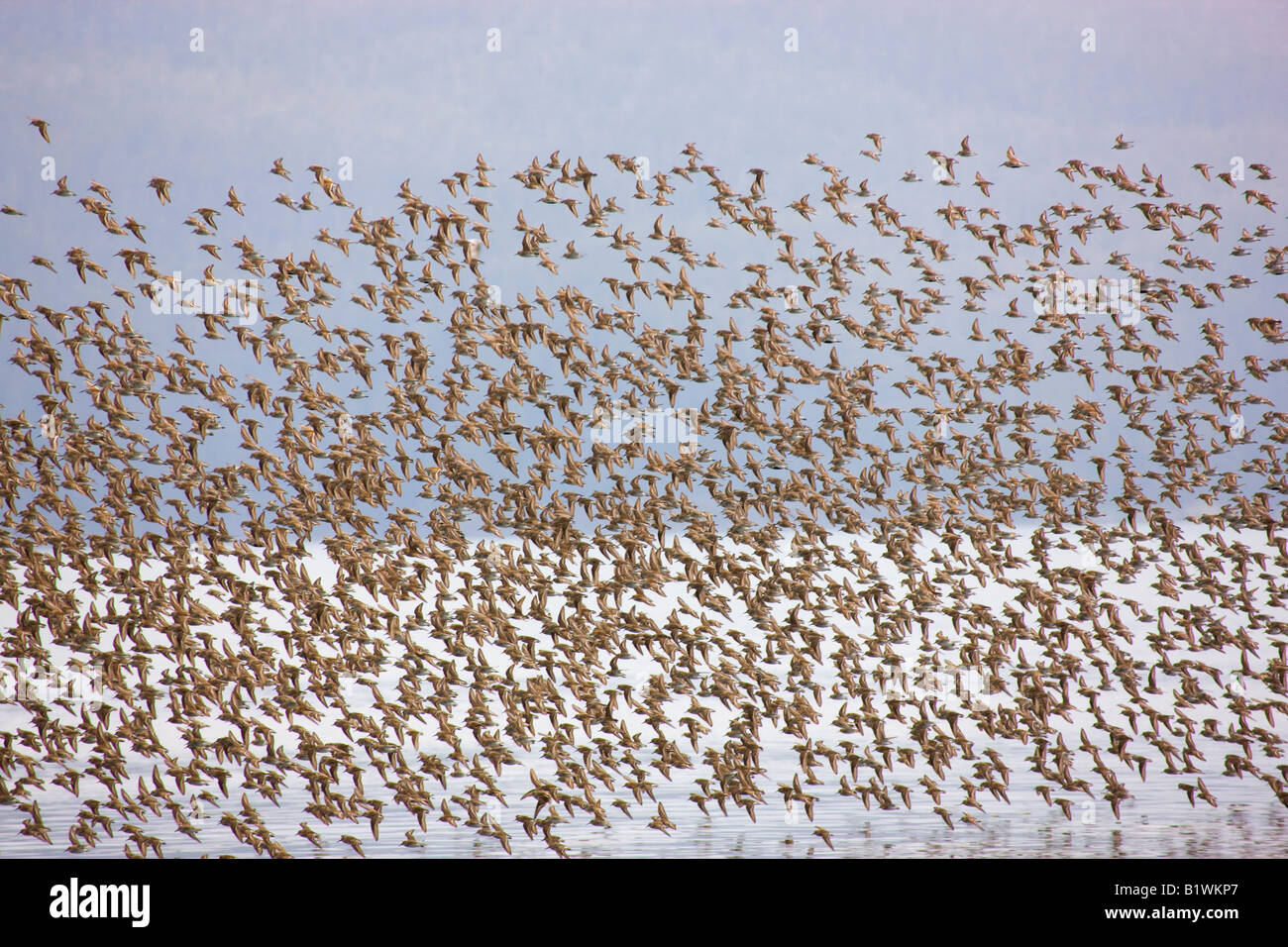 Shorebird migration on the Copper River Delta Chugach National Forest ...