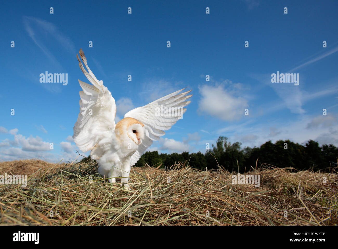 Barn owl in field hi-res stock photography and images - Alamy