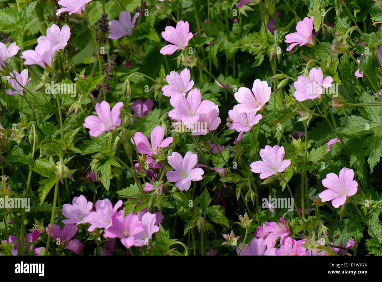 Forming a clump hi-res stock photography and images - Alamy