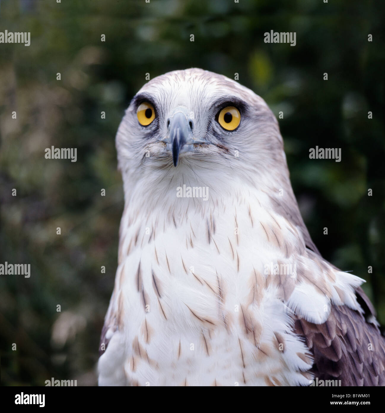 CIRCAETE JEAN LEBLANC circaetus gallicus Europe Asie EURASIAN SHORT ...