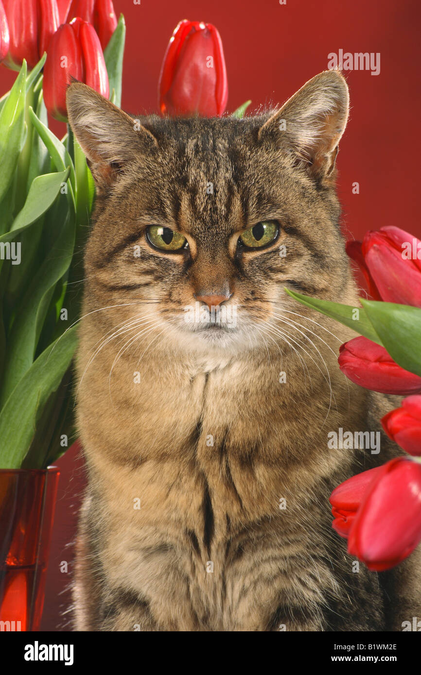 domestic cat between tulips Stock Photo - Alamy