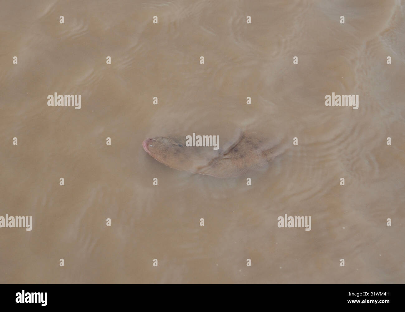 Dover sole hi-res stock photography and images - Alamy