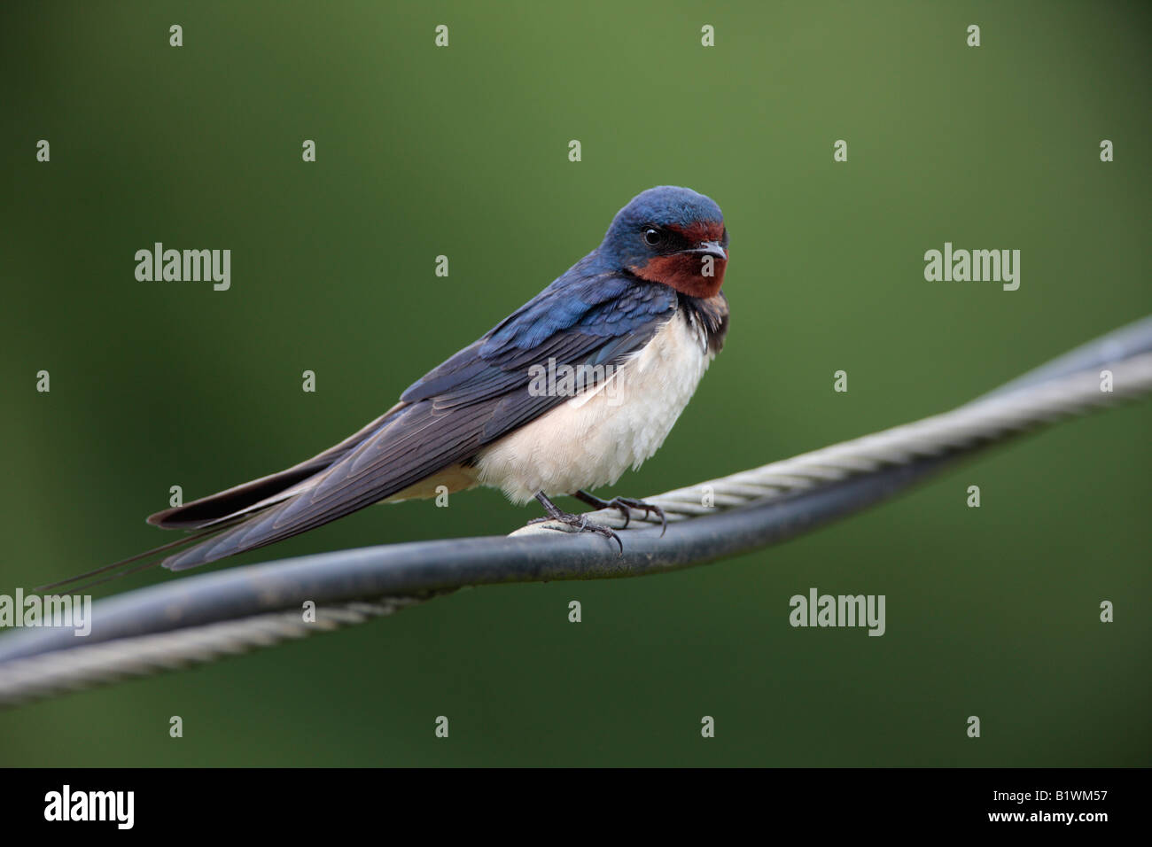 Swallow Hirundo rustica on wire Potton Bedfordshire Stock Photo - Alamy