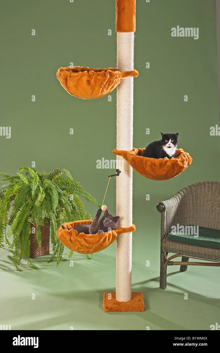 two domestic cats on scratching post Stock Photo - Alamy