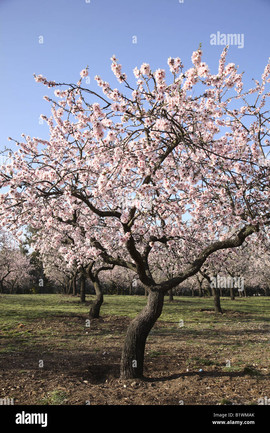 Madrid flower hi-res stock photography and images - Alamy