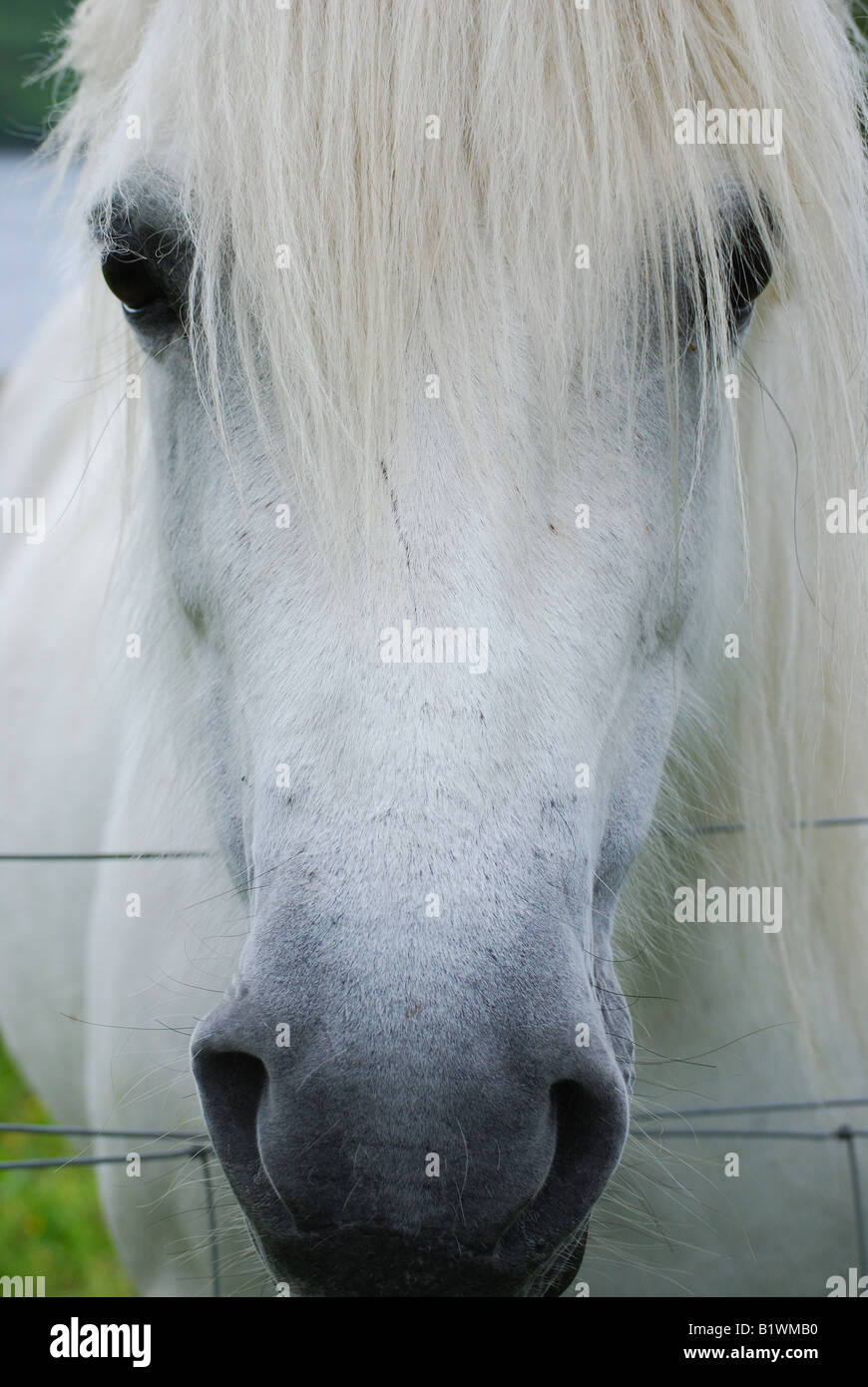 Big horse head hi-res stock photography and images - Alamy