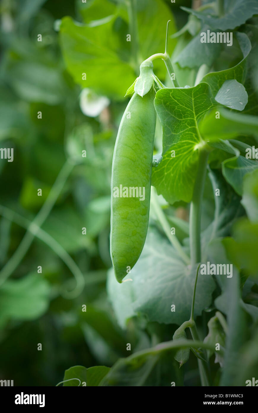 pea pod developing on the plant Stock Photo - Alamy