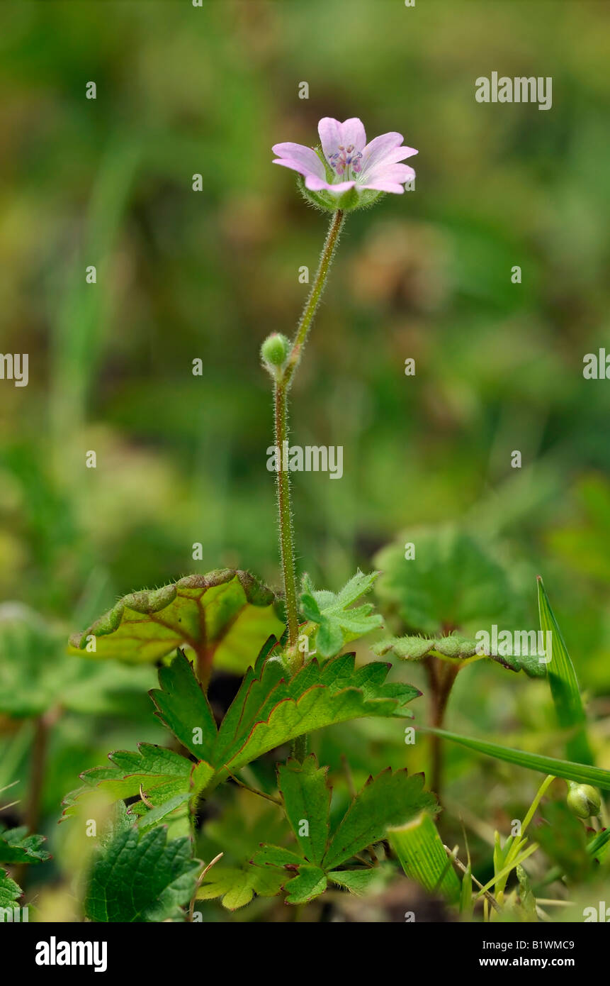 Dove's-foot Cranesbill Geranium molle Stock Photo - Alamy