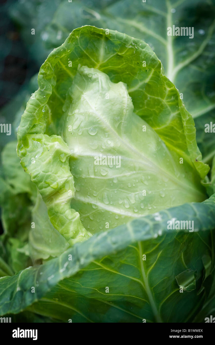 pointed cabbage with rain drops Stock Photo - Alamy