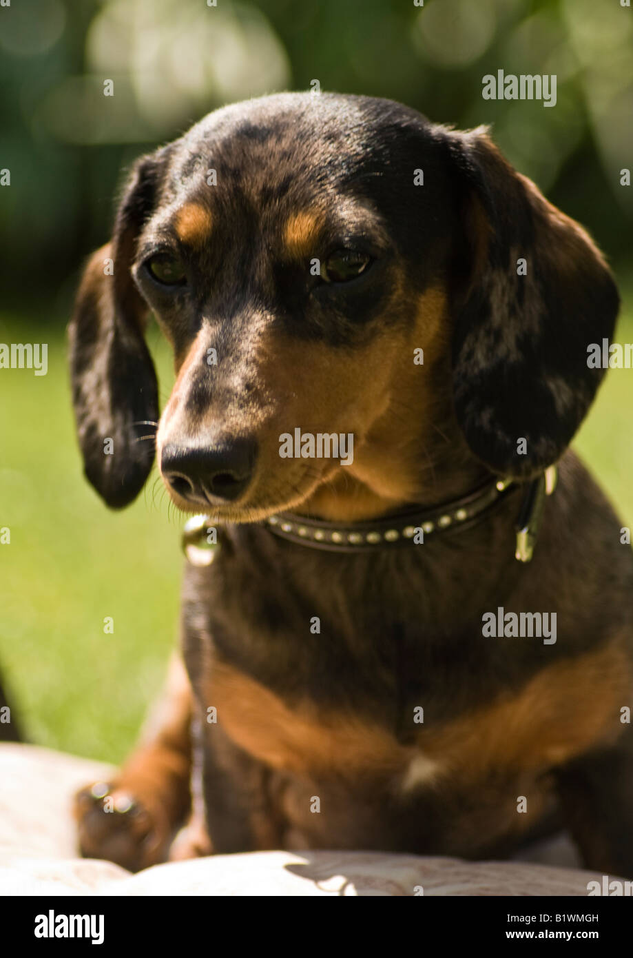 Dachshund portrait head on Stock Photo - Alamy