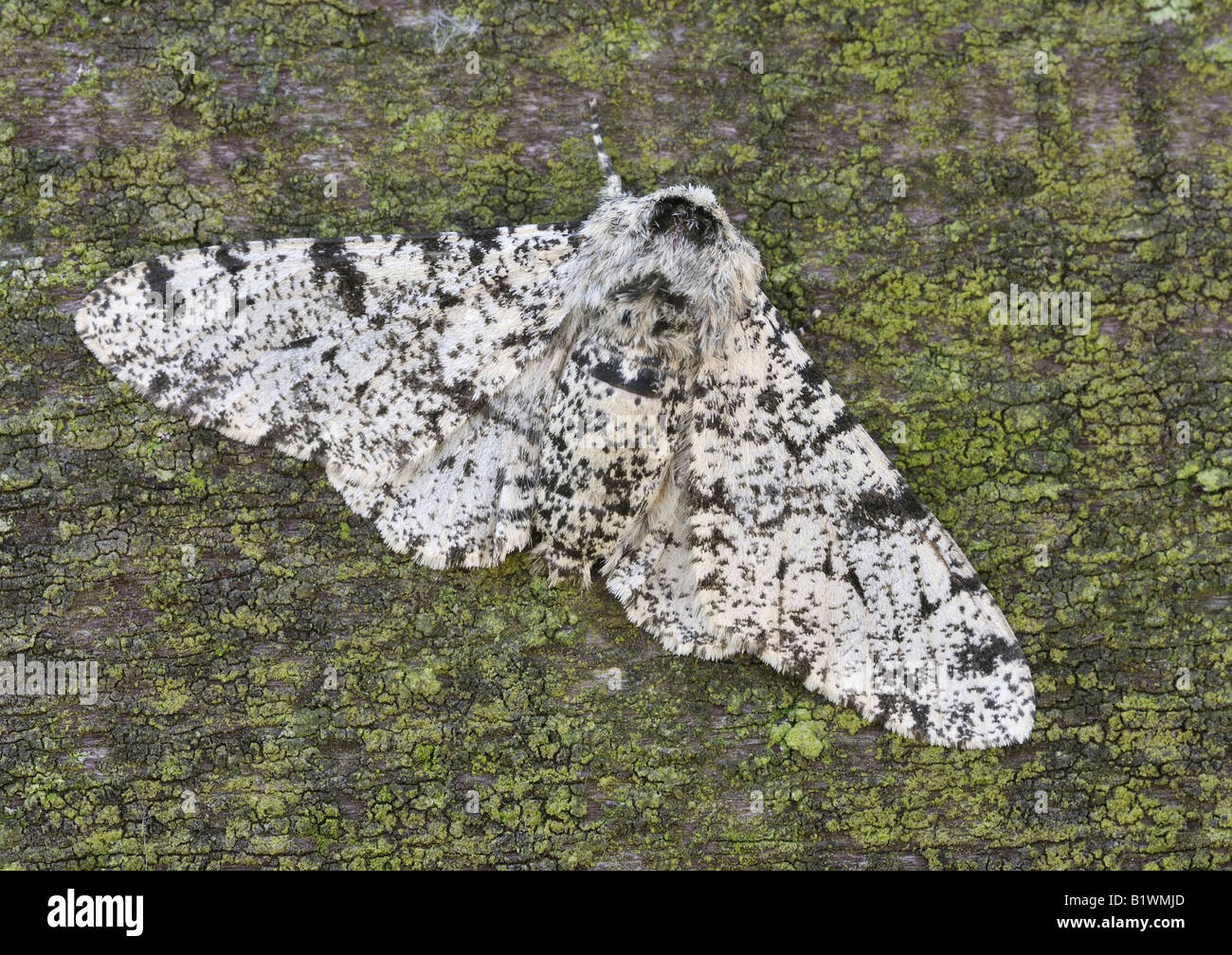 Peppered Moth Biston betularia Light colour form Stock Photo - Alamy
