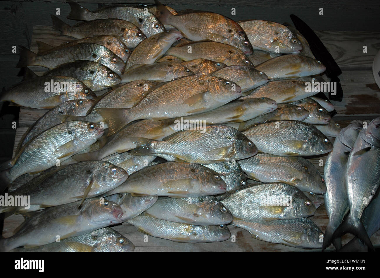 Great catch of Spot Fish Stock Photo - Alamy