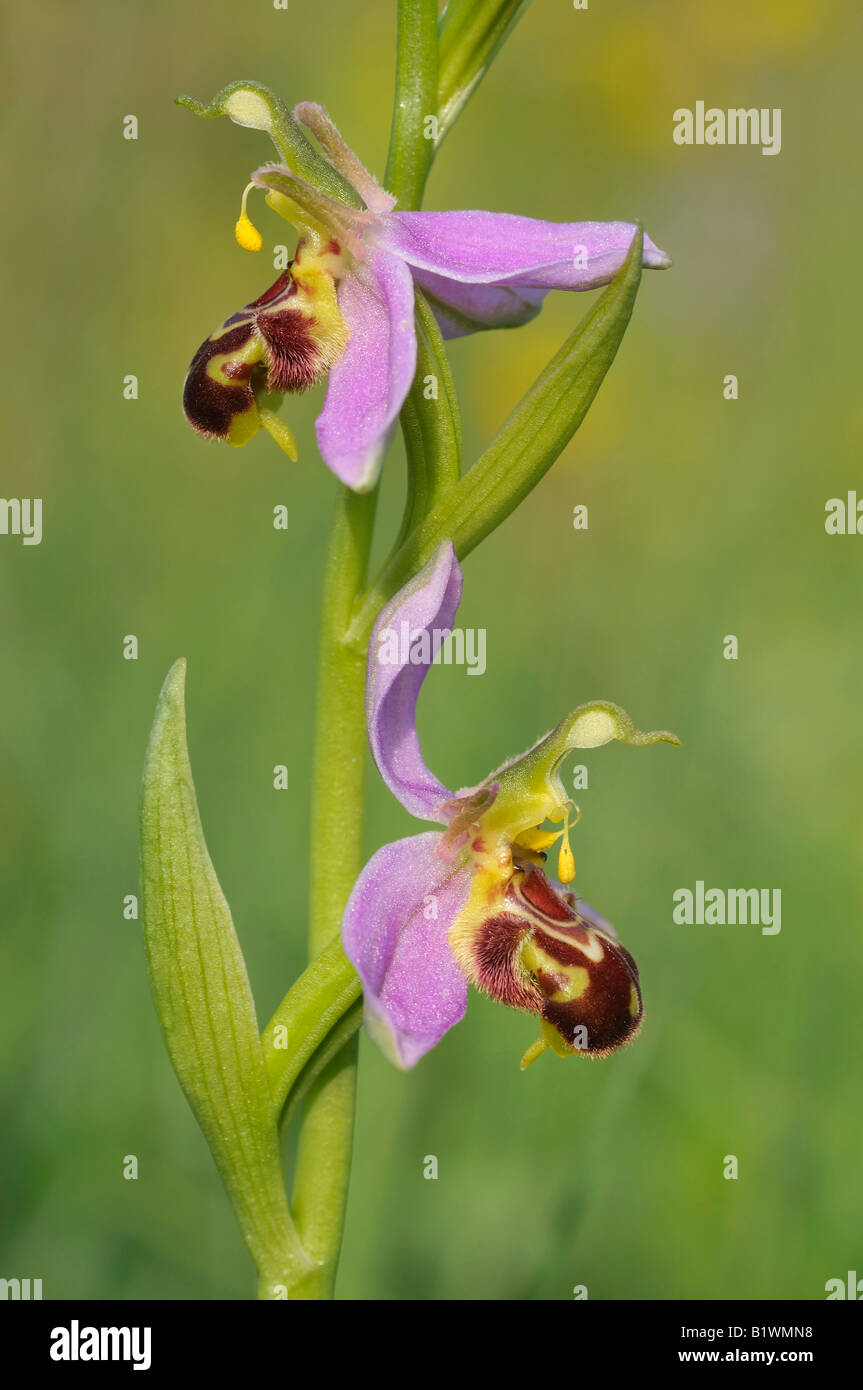 Bee Orchid Ophrys Apifera Two flowers Stock Photo - Alamy