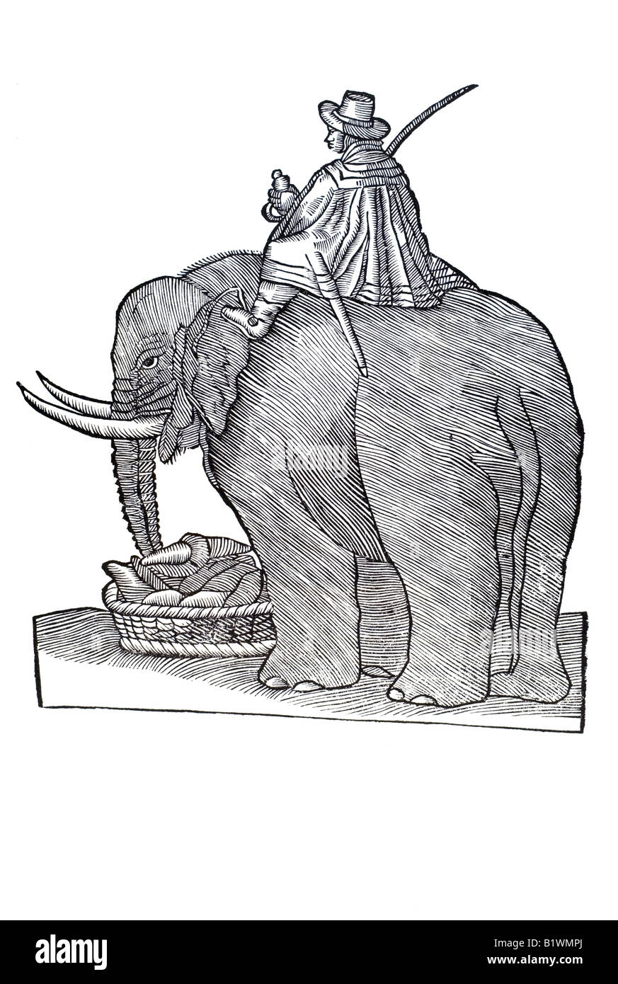 Von dem Helfanten, Elephas & Elephantus, Historia Animalum, Conrad ...