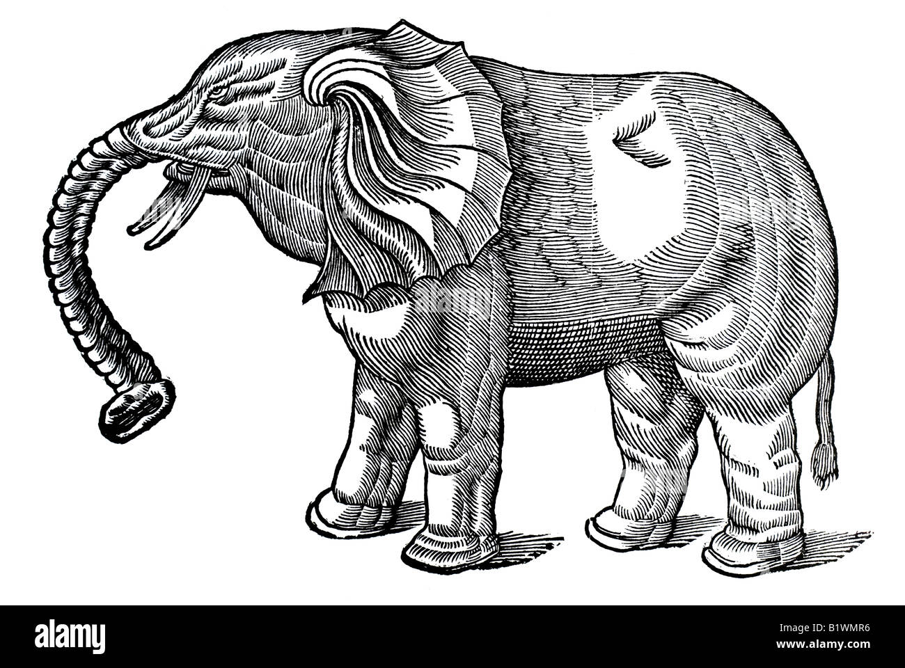 Von dem Helfanten, Elephas & Elephantus, Historia Animalum, Conrad ...