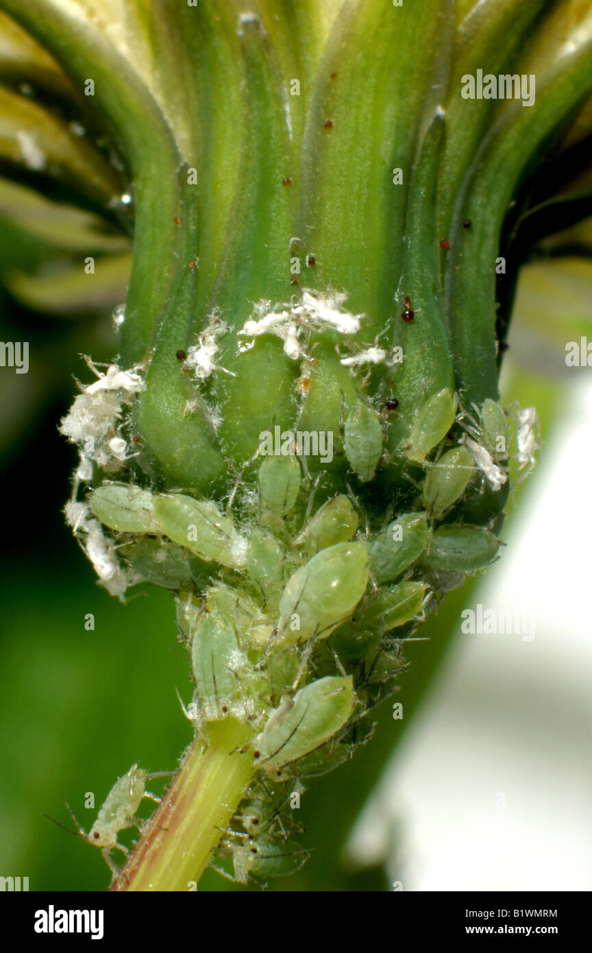 Currant sowthistle aphid Hyperomyzus lactucae infestation on sowthistle ...