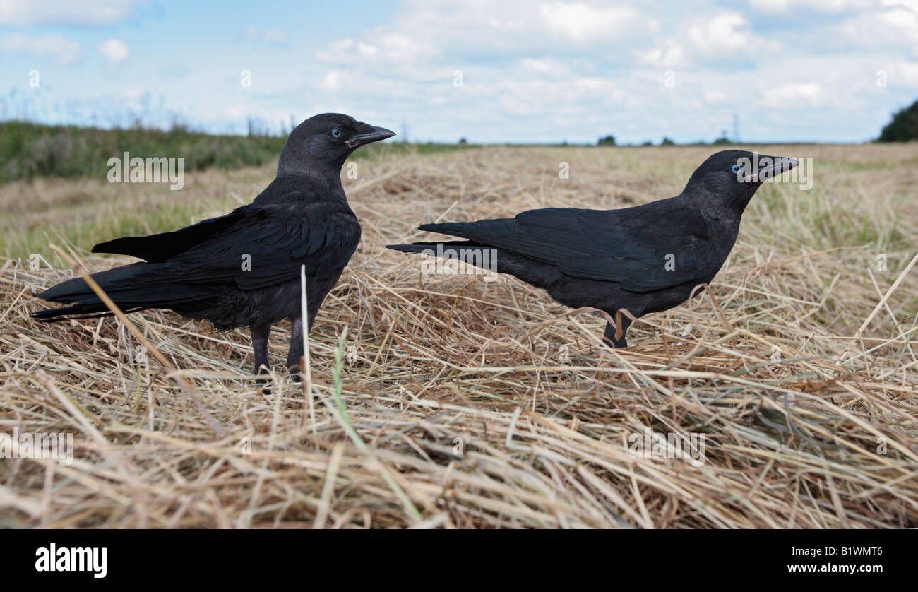 Jackdaws in field hi-res stock photography and images - Alamy