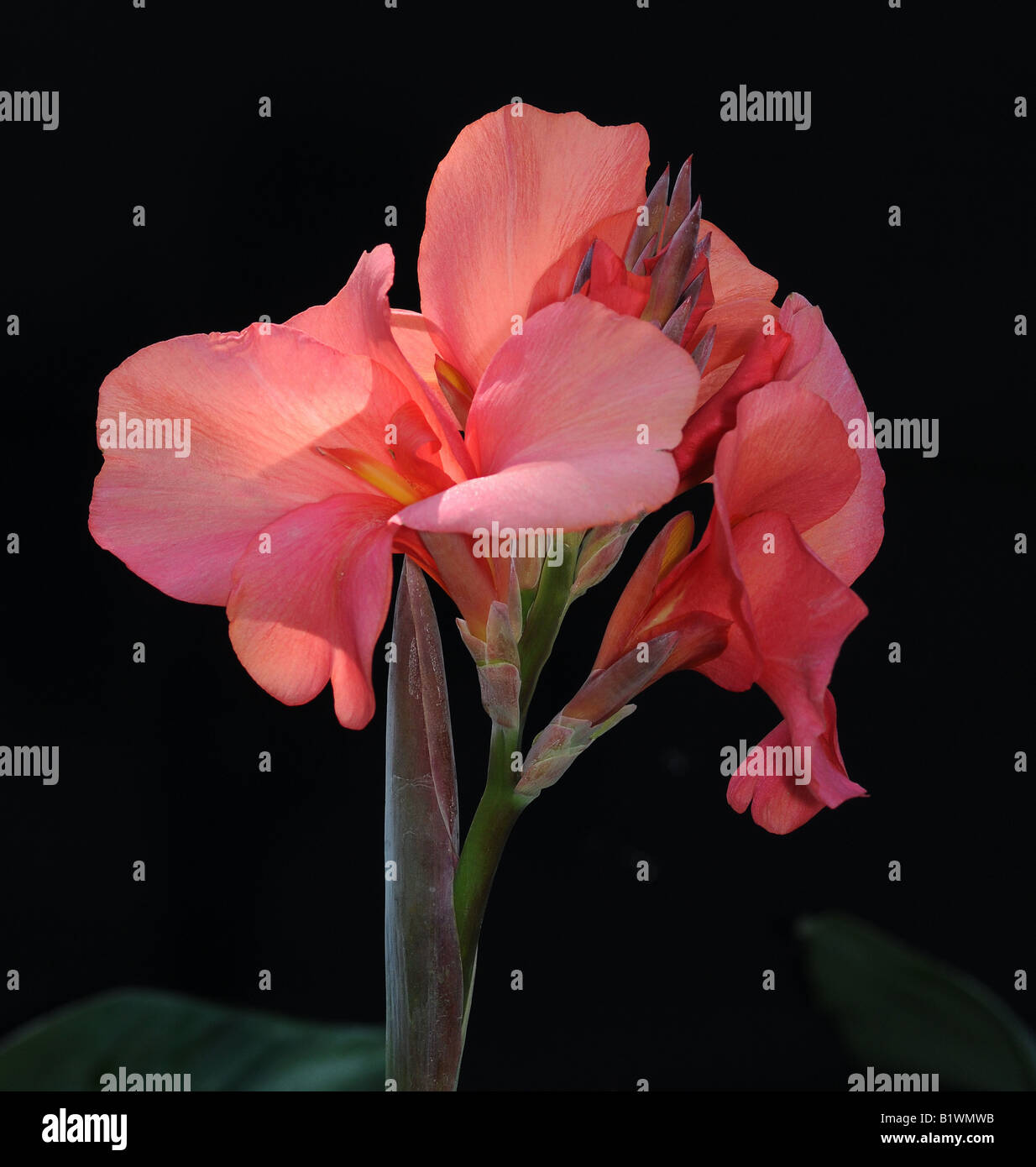 Pink Canna Lilly Blooming Stock Photo - Alamy