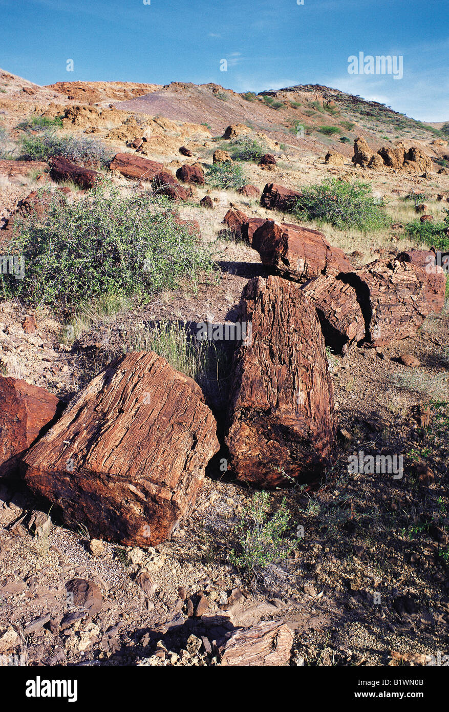 Petrified wood tree hillside hi-res stock photography and images - Alamy