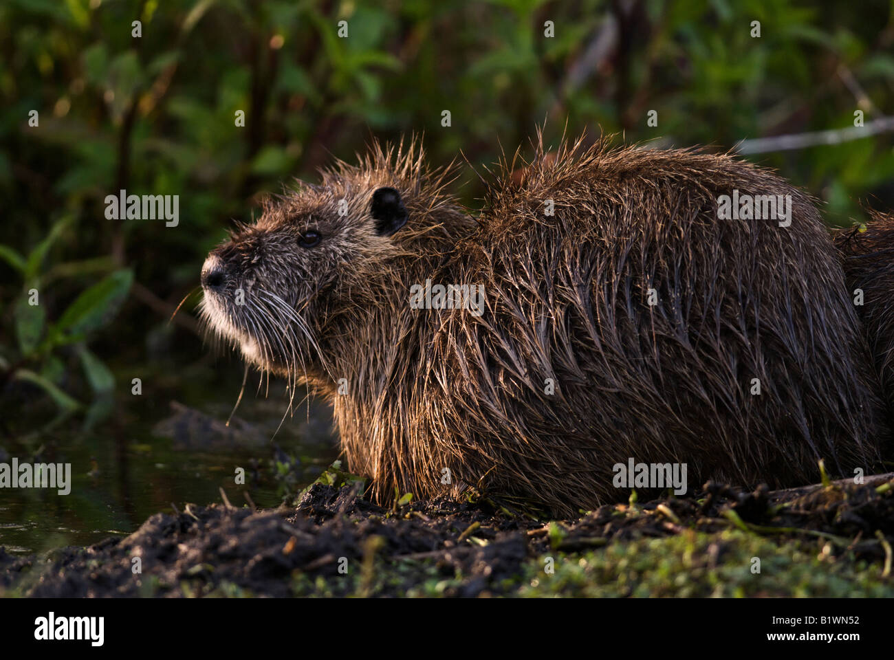 Nutria louisiana hi-res stock photography and images - Alamy