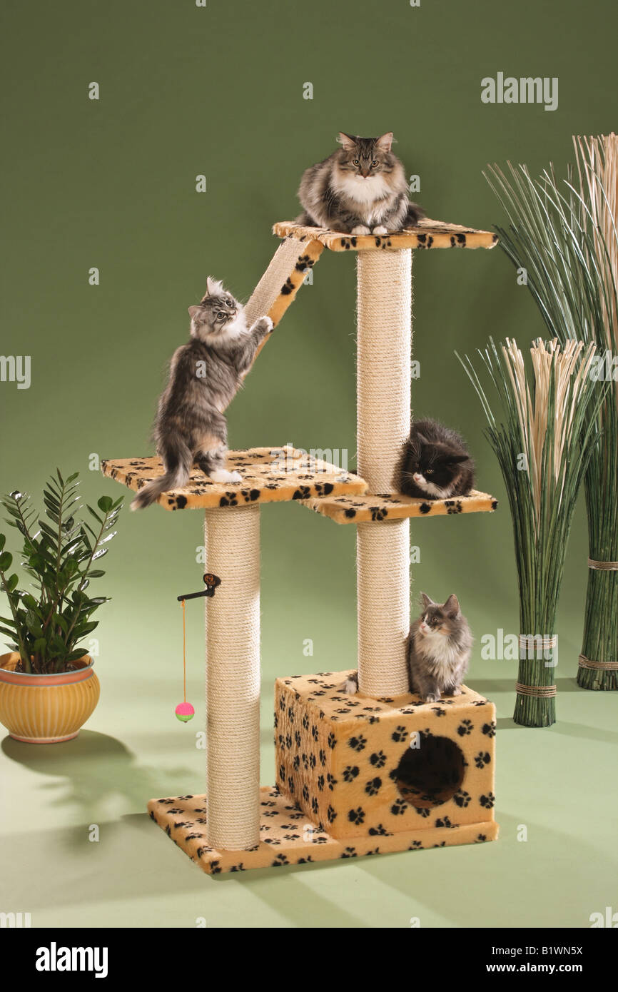 cats on scratching post Stock Photo - Alamy