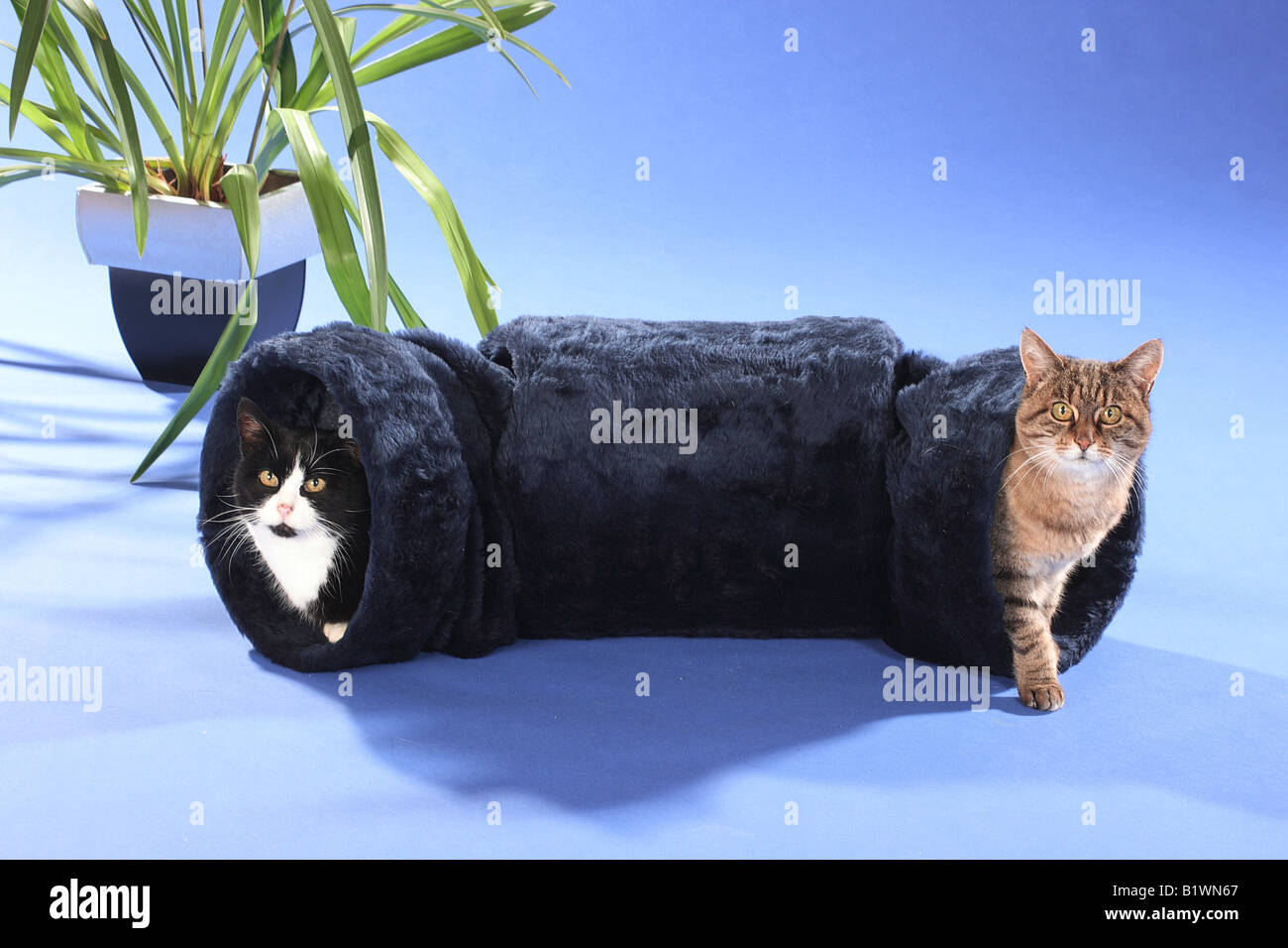 two domestic cats in den Stock Photo - Alamy