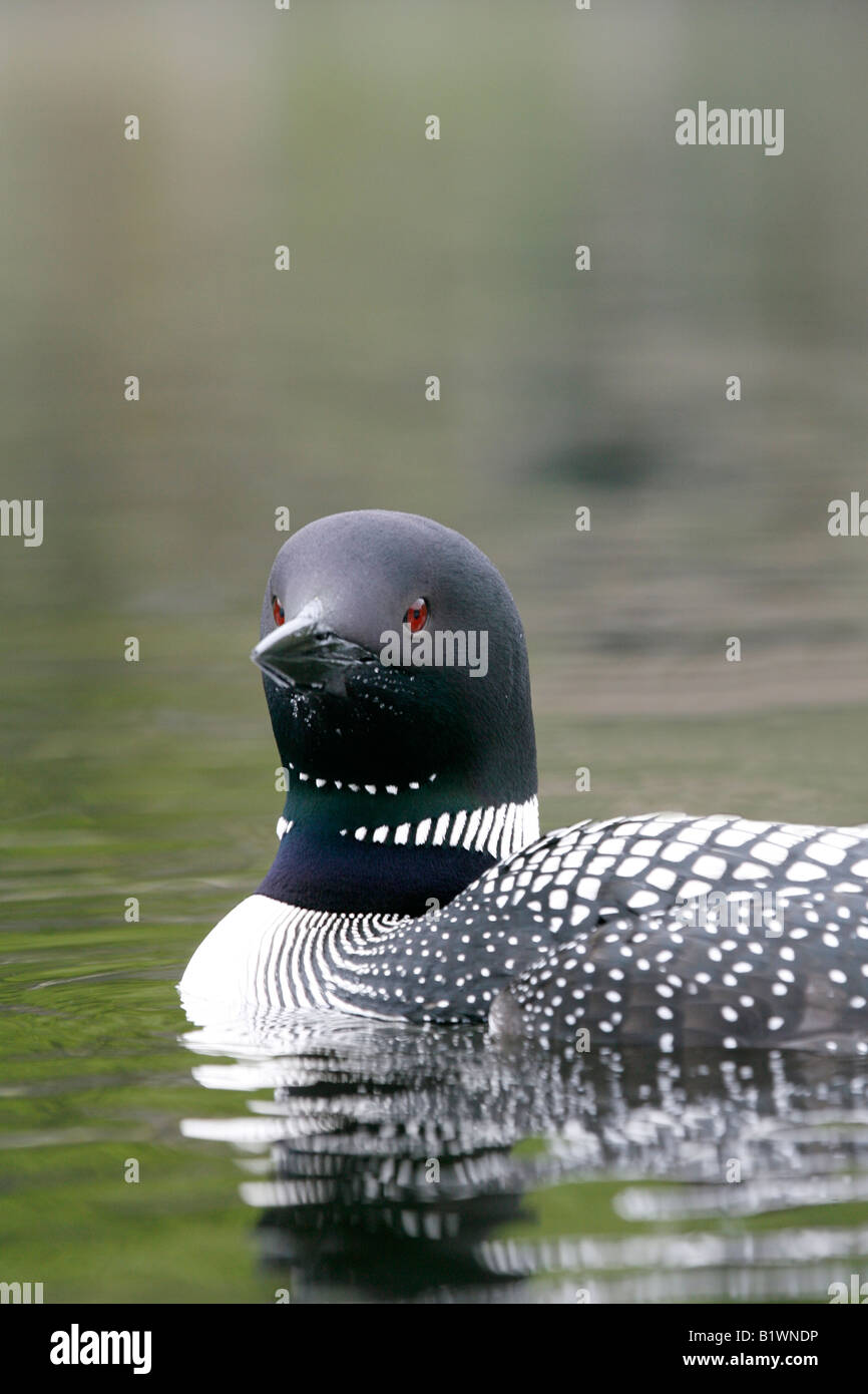 Great North Diver Loon High Resolution Stock Photography and Images - Alamy