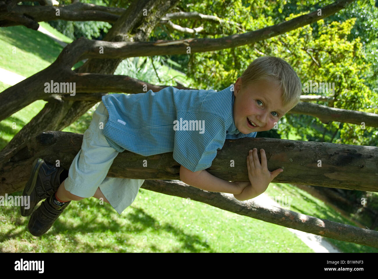 Stock photo of a young boy climbing a tree The image shows the young ...