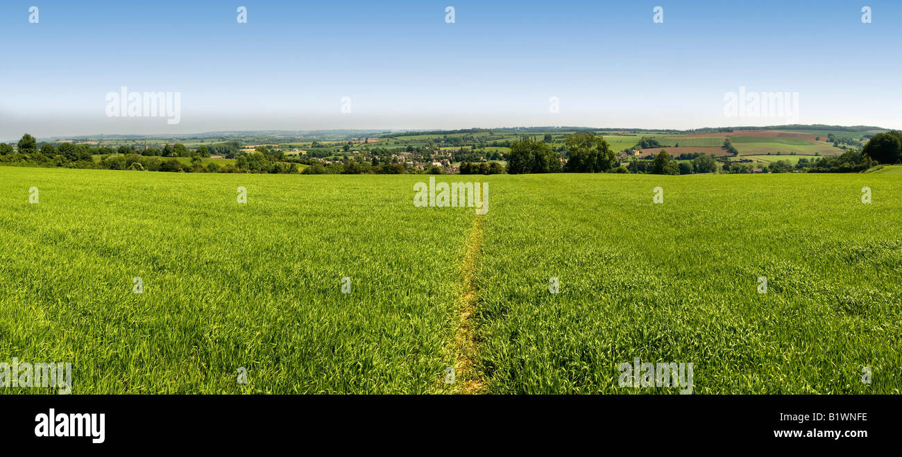 a field of crops Stock Photo - Alamy