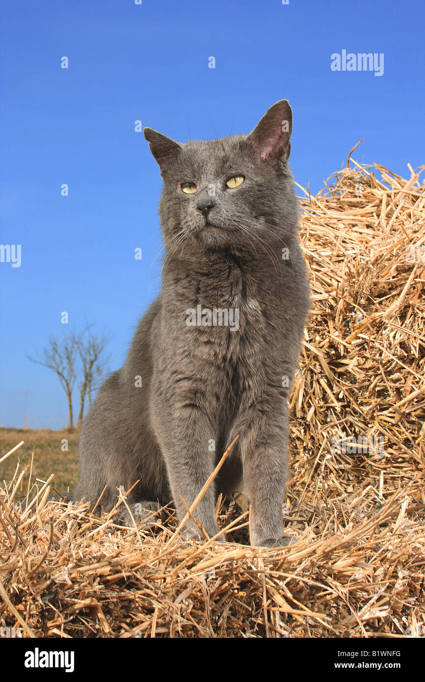 Carthusian cat - sitting in straw Stock Photo - Alamy