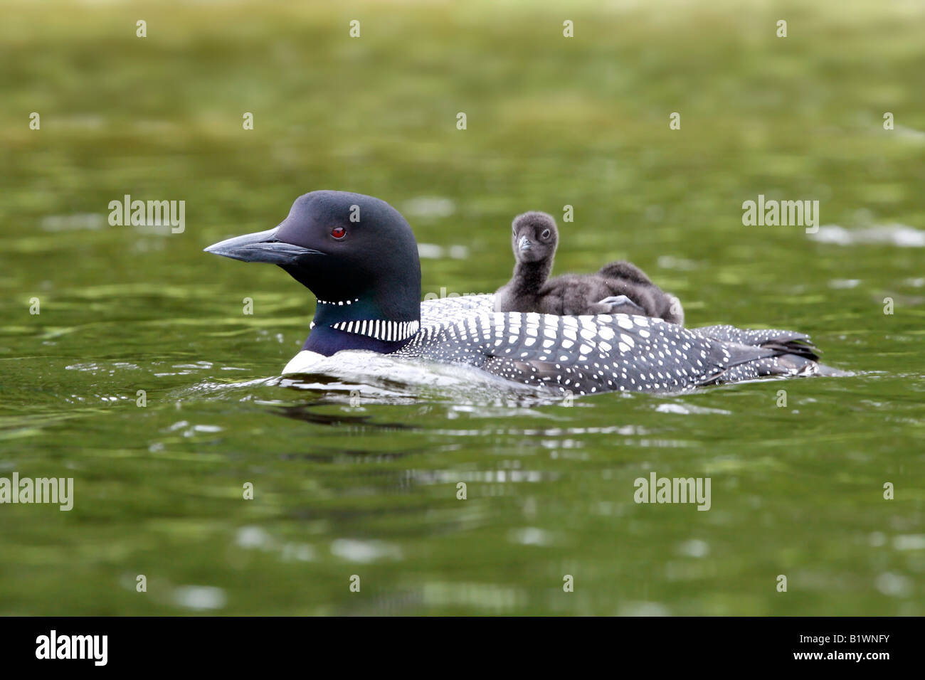 Common Loon with Babies Stock Photo - Alamy