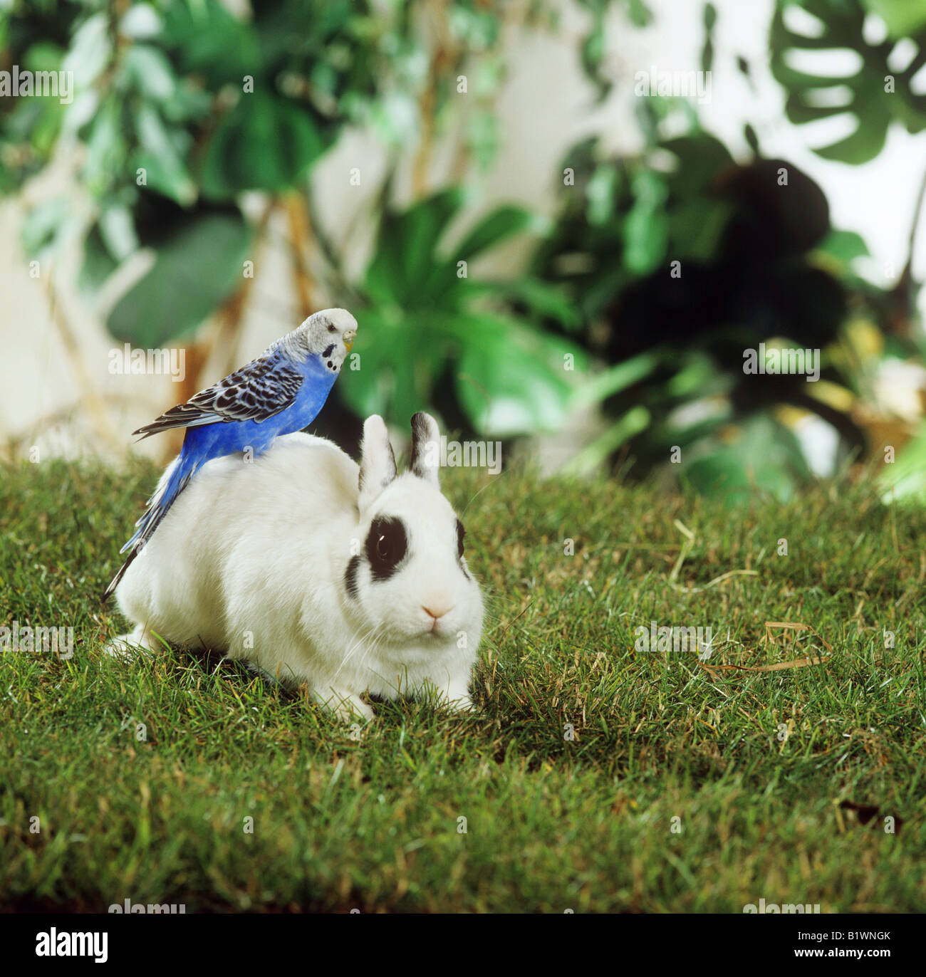 animal friendship: budgerigar and rabbit Stock Photo - Alamy