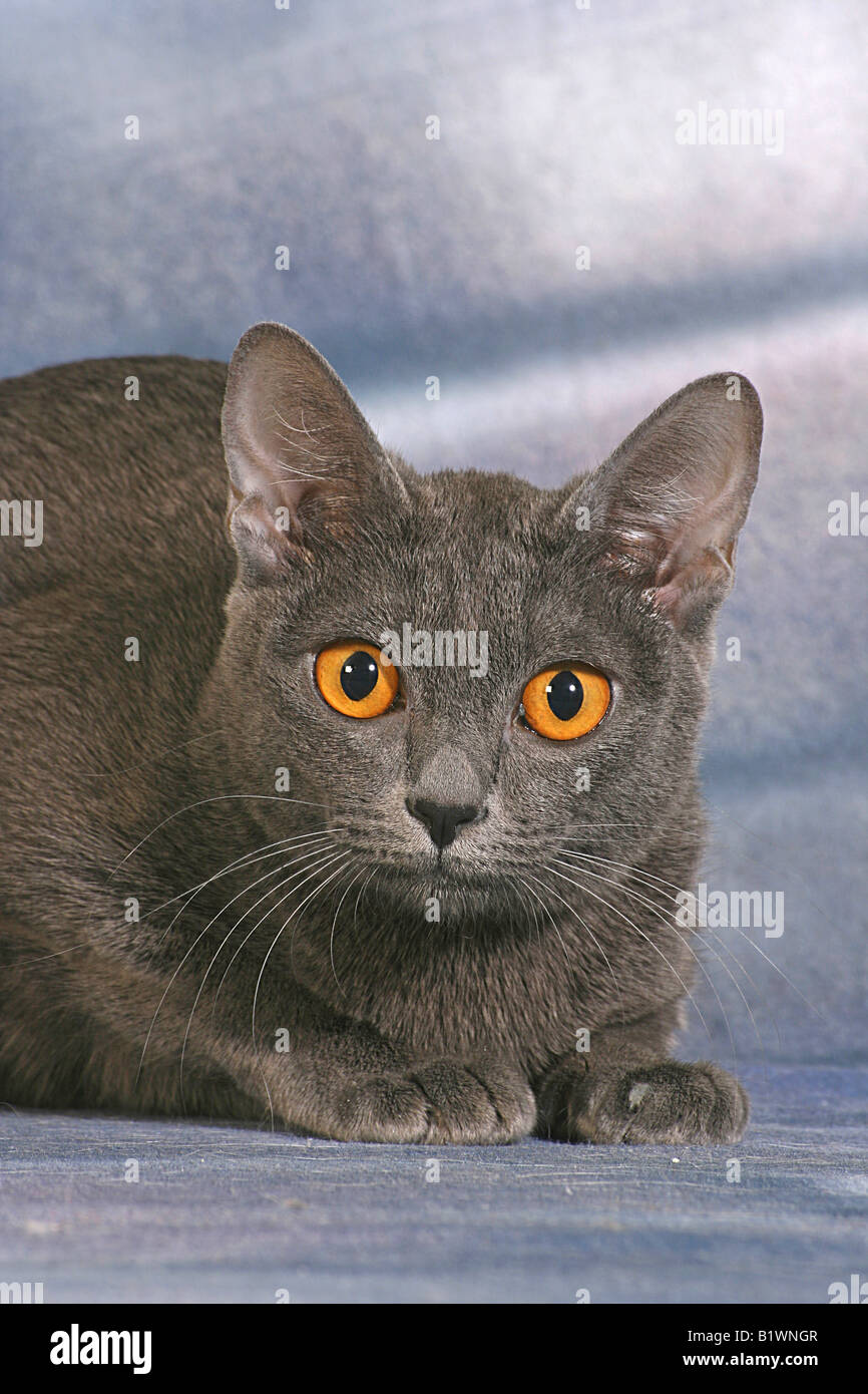 Korat cat. Portrait of blue-grey female Stock Photo - Alamy
